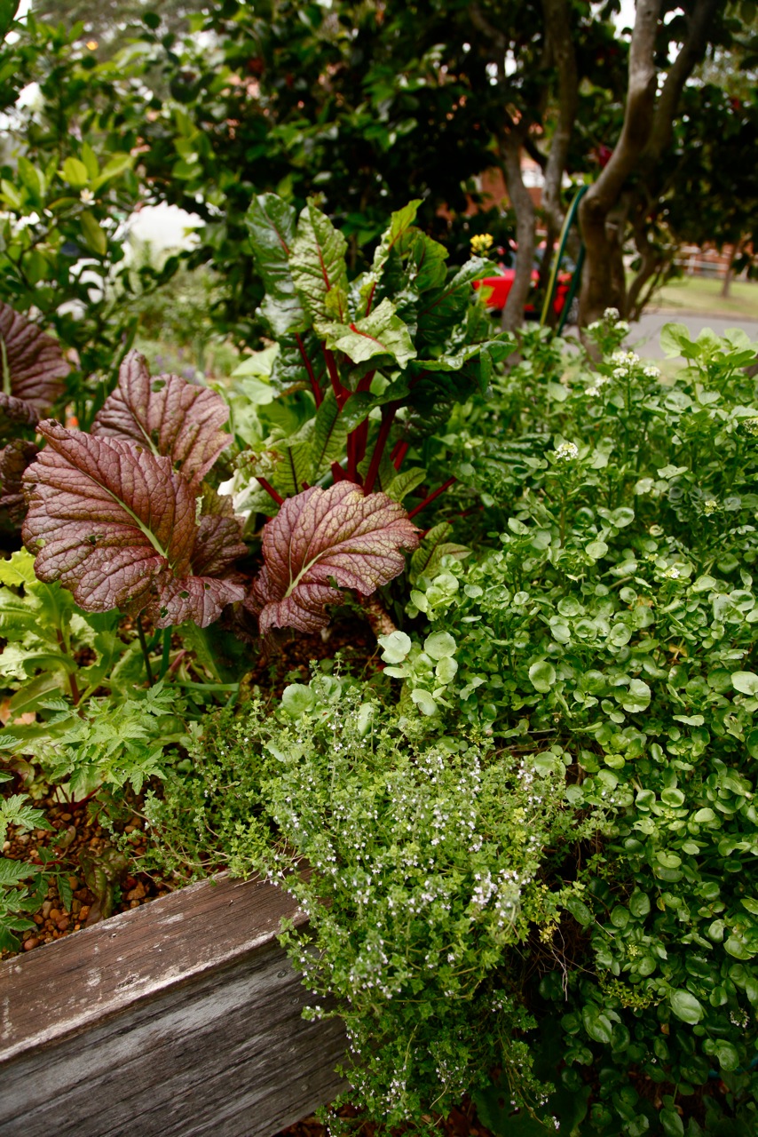 Healing herbs – Sydney Edible Garden Trail