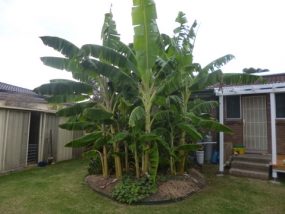 Banana Circles – Sydney Edible Garden Trail